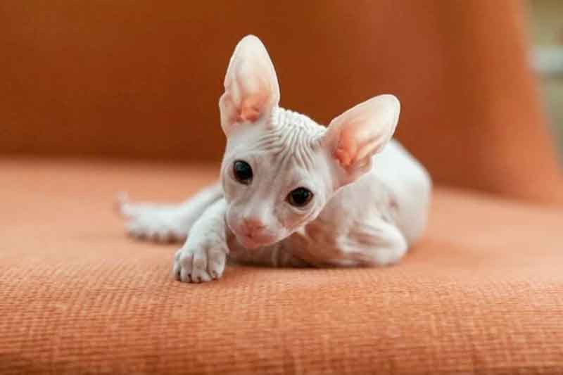 Conheça o Sphynx, o famoso gato pelado - O Povo Amazonense